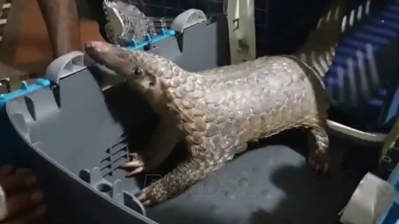Pangolin rescued while trying to cross road in Jurong